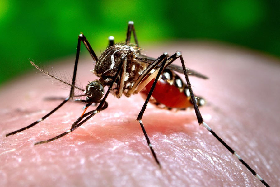 Climate change behind world’s worst dengue death rates in Bangladesh ...