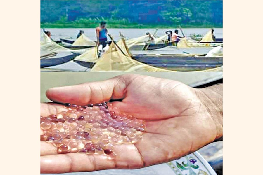 Brood fishes release eggs in Halda | The Financial Express