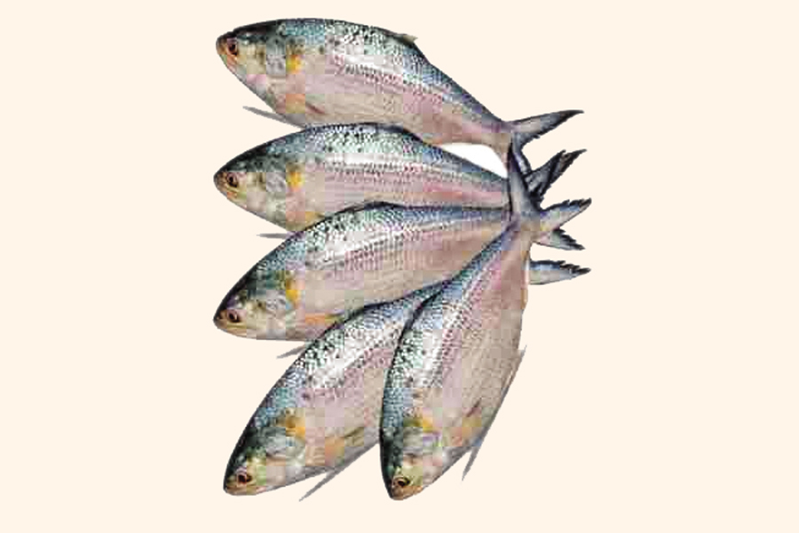 What is happening to hilsa? | The Financial Express
