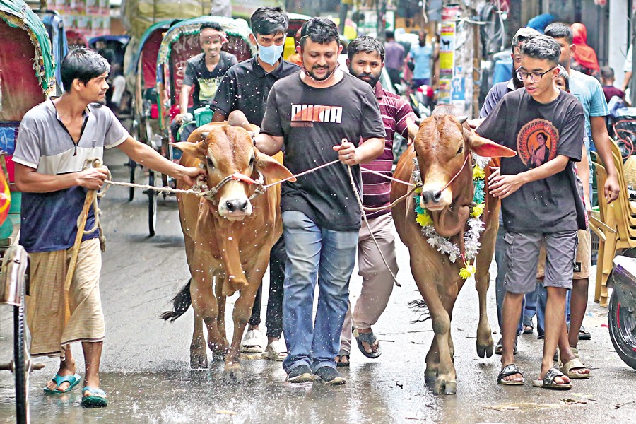 Cattle sales get momentum | The Financial Express