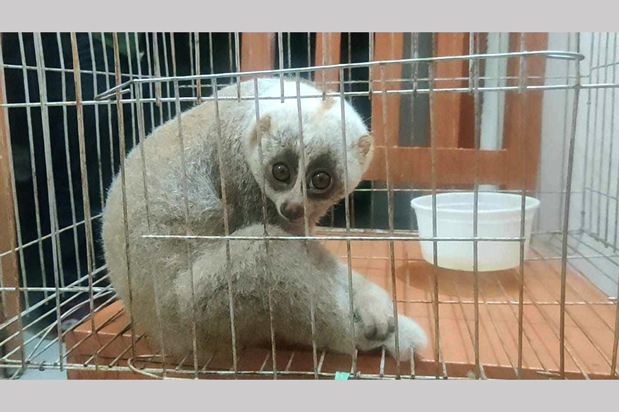 Endangered Lojjaboti monkey rescued in Rangamati, released in Kaptai ...