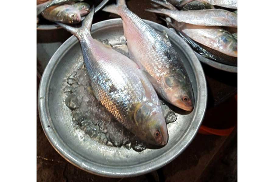 Hilsa price still high in Chandpur wholesale markets despite ample ...