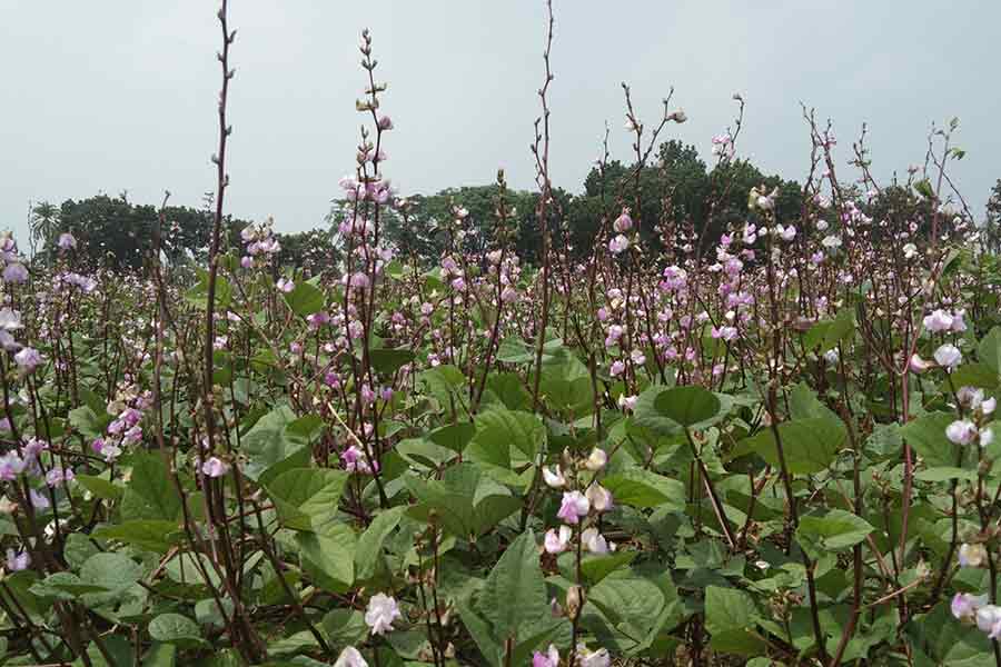 Early winter vegetables come as blessings for Jashore farmers | The ...