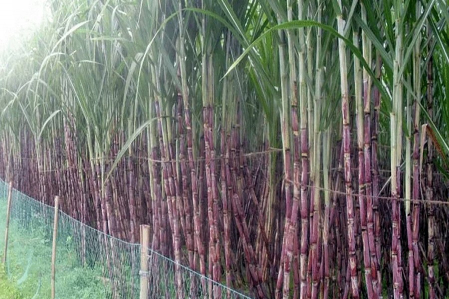 Filipino sugarcane cultivation brings Rajshahi farmers an overwhelming ...