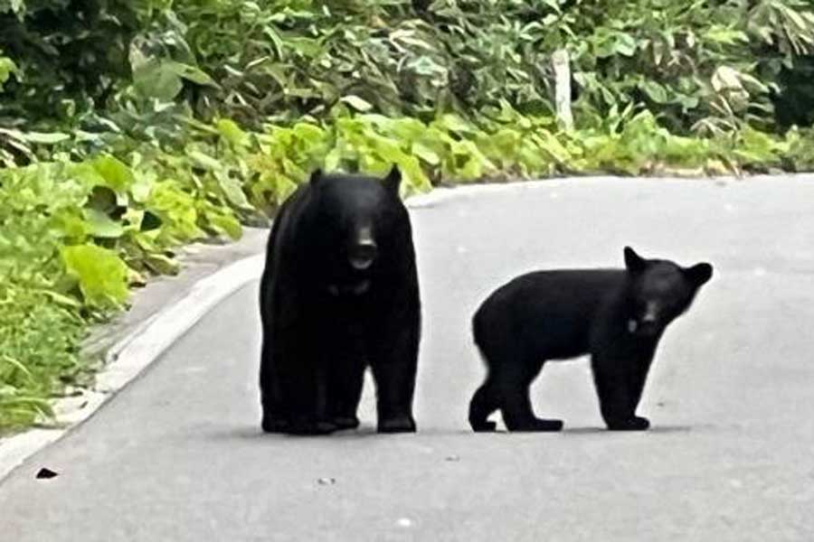 Bear attacks in Japan hit record high | The Financial Express