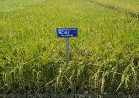 High-yield, low-carb rice variety gets approval | The Financial Express