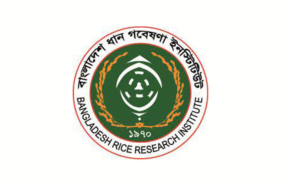 Two new rice varieties get greenlight for cultivation | The Financial ...