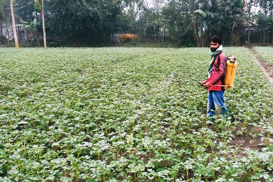 Crop failure feared as late blight attacks potato fields in Rangpur ...