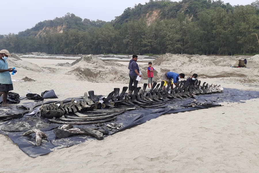 Whale skeleton exhumed for display in museum | The Financial Express