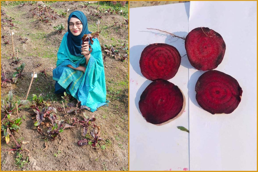 Safe doses of GPs increased twice the yield of Beetroot | The Financial Express