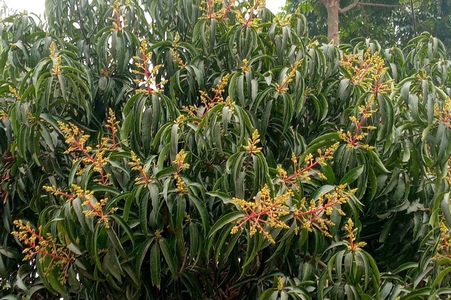 Late budding worries mango farmers in Rajshahi | The Financial Express