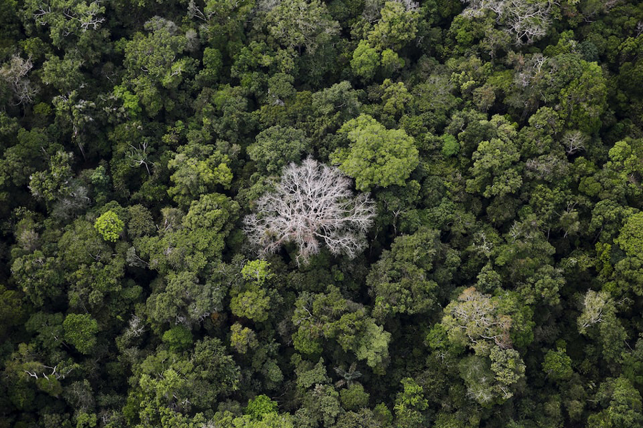 Brazil, France launch $1.1b programme to protect Amazon rainforest ...