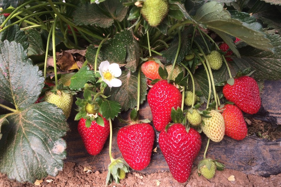 Transforming barren lands into strawberry paradise | The Financial Express