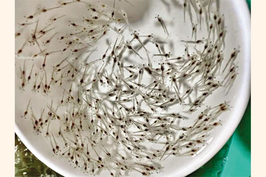 Vannamei shrimp seed import gets nod | The Financial Express