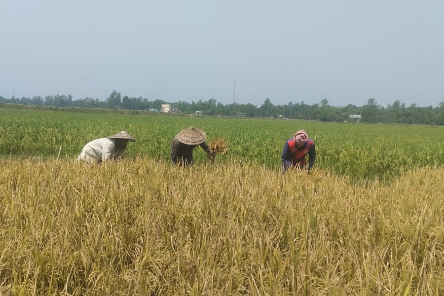 Early harvest of Boro starts in Habiganj | The Financial Express