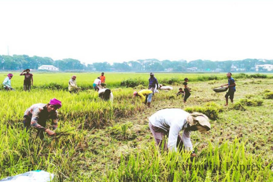 Boro harvest goes into full gear in Sylhet | The Financial Express