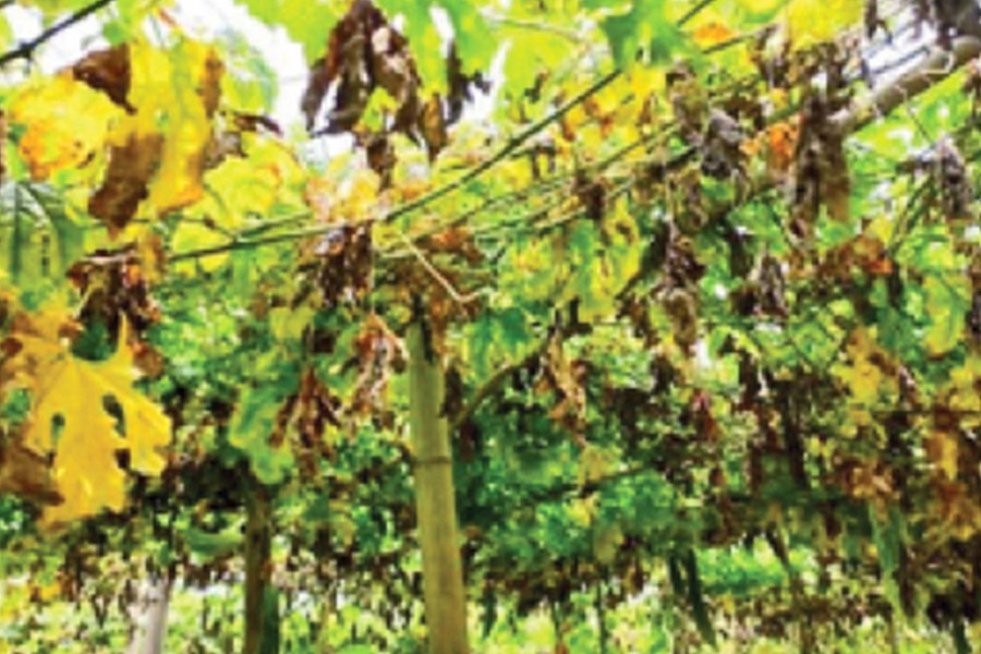 Vegetable farming vulnerable to sultry heat | The Financial Express