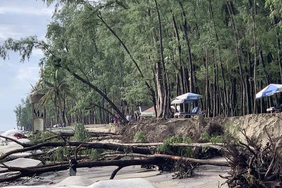 Bay waves uprooting jhau trees on Cox's Bazar shore | The Financial Express