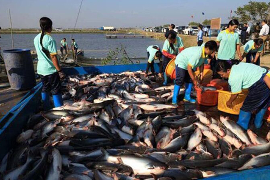 Myanmar exports over 87,800 tonnes of fish in April-July | The ...