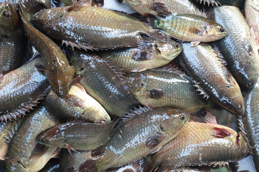 Lost sweet-water fishes are back | The Financial Express