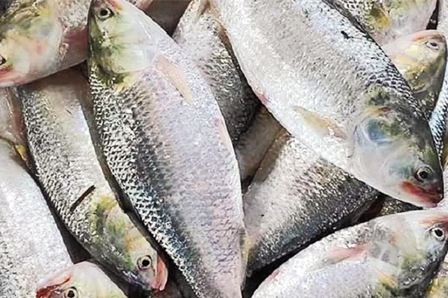 22pc of approved hilsa exports reached India | The Financial Express