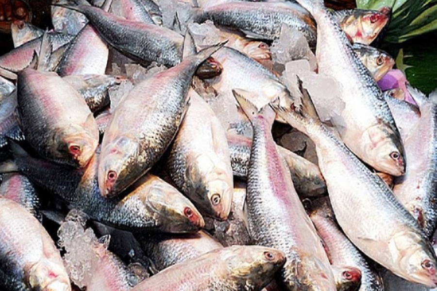 532 mts of hilsa exported to India in 11 days | The Financial Express