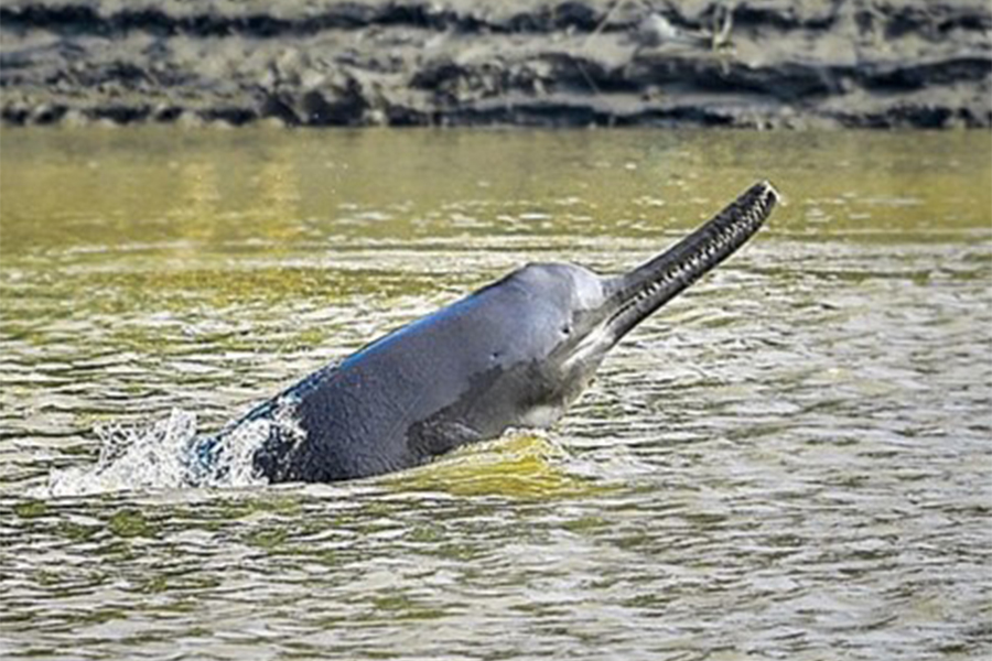 Survey estimates 1,352 Ganges river dolphins in Bangladesh | The ...