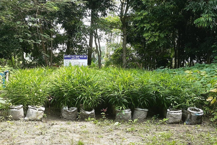 Ginger cultivation in sacks hits the spot | The Financial Express