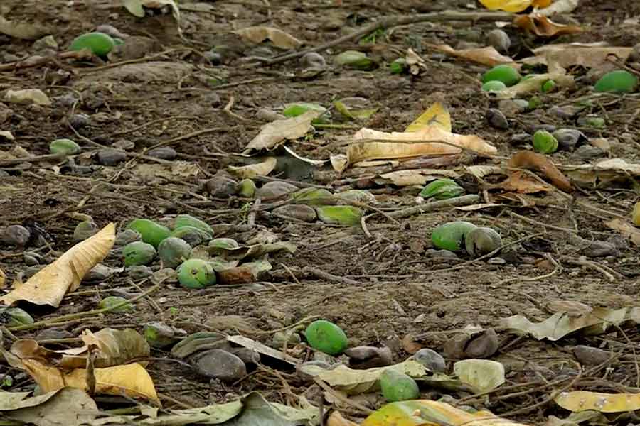 Mango, litchi pods falling for record heat in Rajshahi | The Financial ...