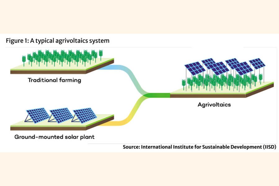 Agrivoltaics for sustainable agriculture and green energy | The ...