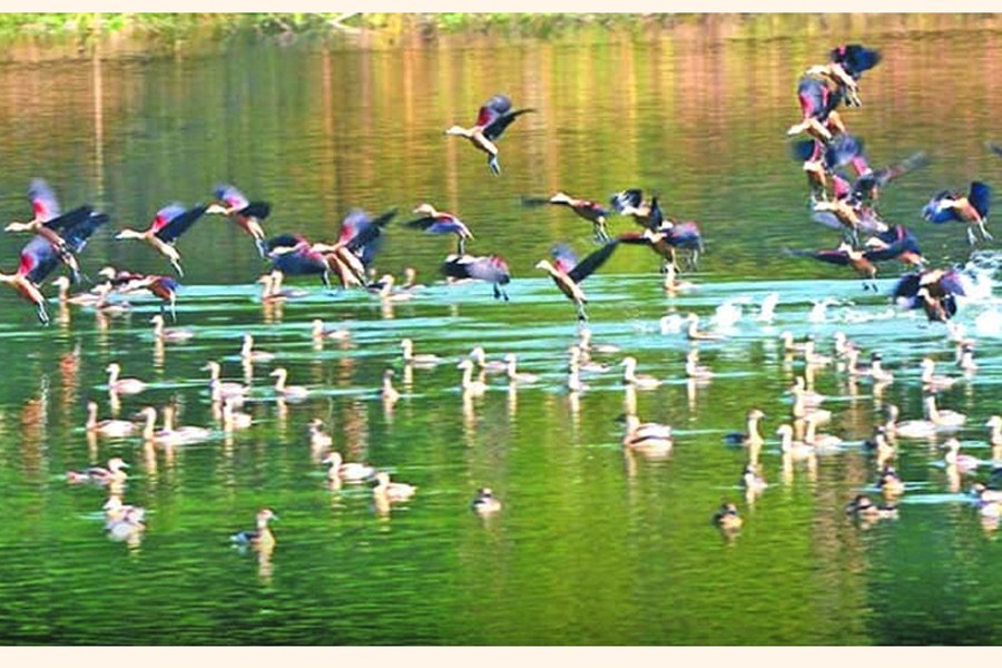 Guest birds flock to Ctg seashore | The Financial Express