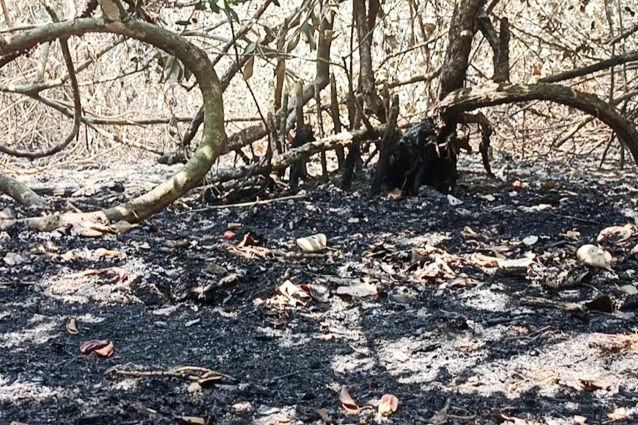 Fire in Sundarbans’ Shaplar Beel doused after four days | The Financial ...