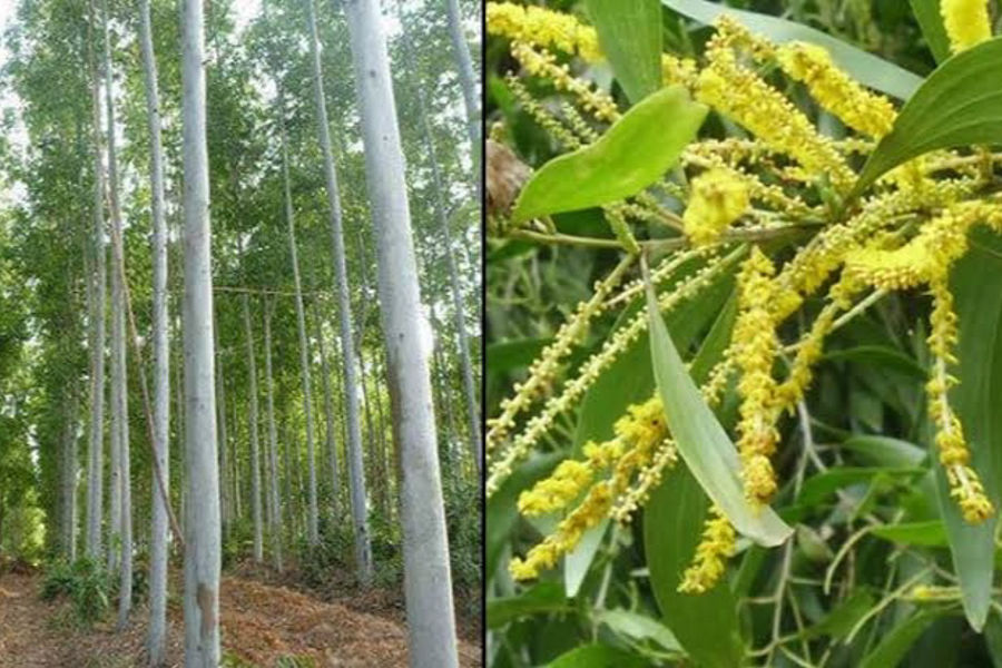 Planting of eucalyptus, akashmoni banned | The Financial Express