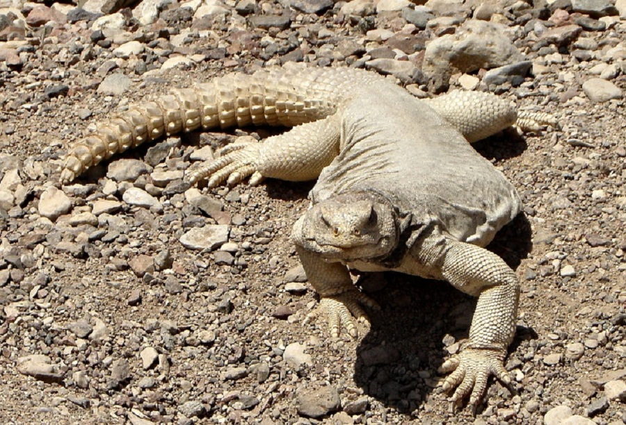 Why Sanda, a spiny-tailed Lizard, is the online hot topic | The ...