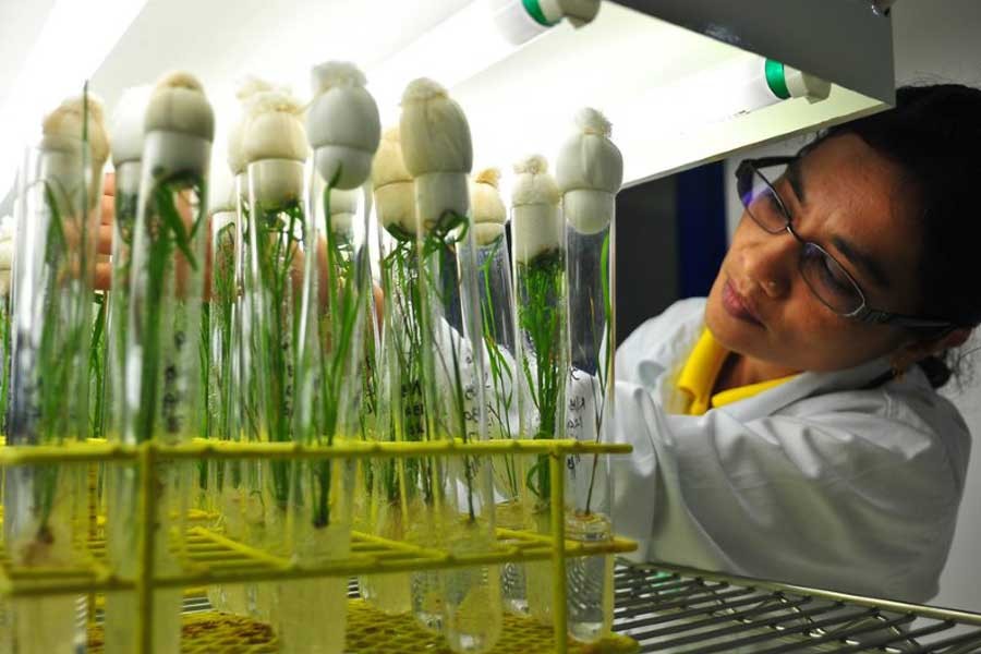 Bangladesh releases its first biotech rice | The Financial Express