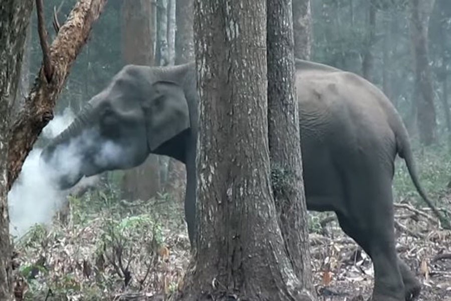 'Smoking' elephant in India puzzles scientists | The Financial Express