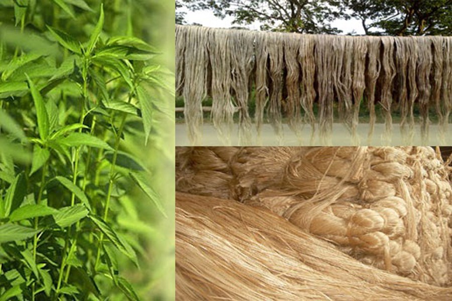 Sowing of jute seeds gets momentum in Rangpur | The Financial Express