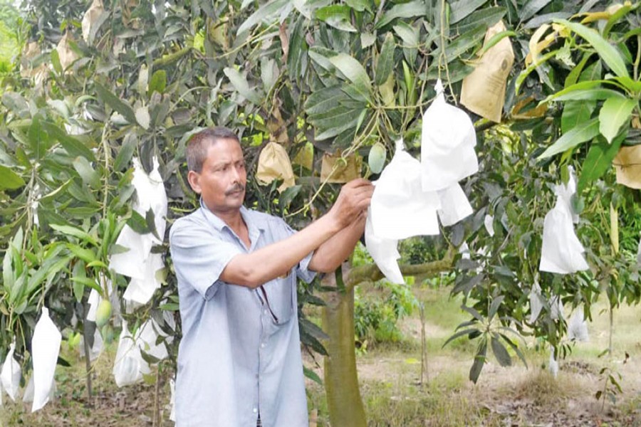 Fruit bagging method helps produce quality mangoes | The Financial Express