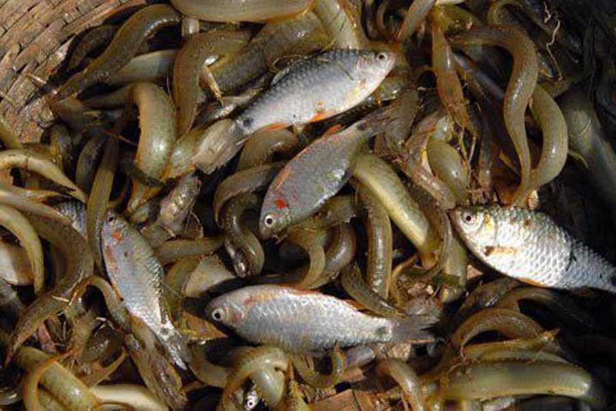 Indigenous fish species on the verge of extinction | The Financial Express