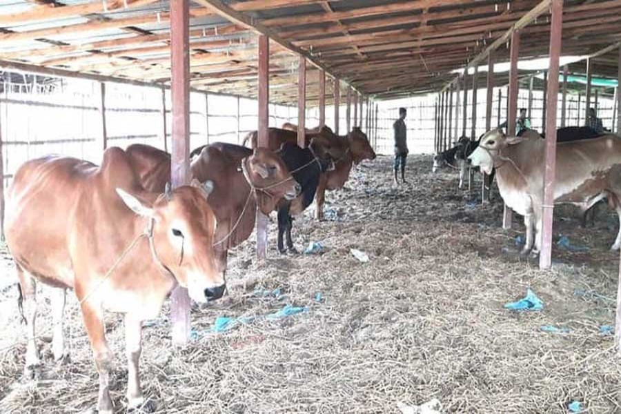 Livestock farmers busy fattening, nurturing cattle ahead of Eid | The ...