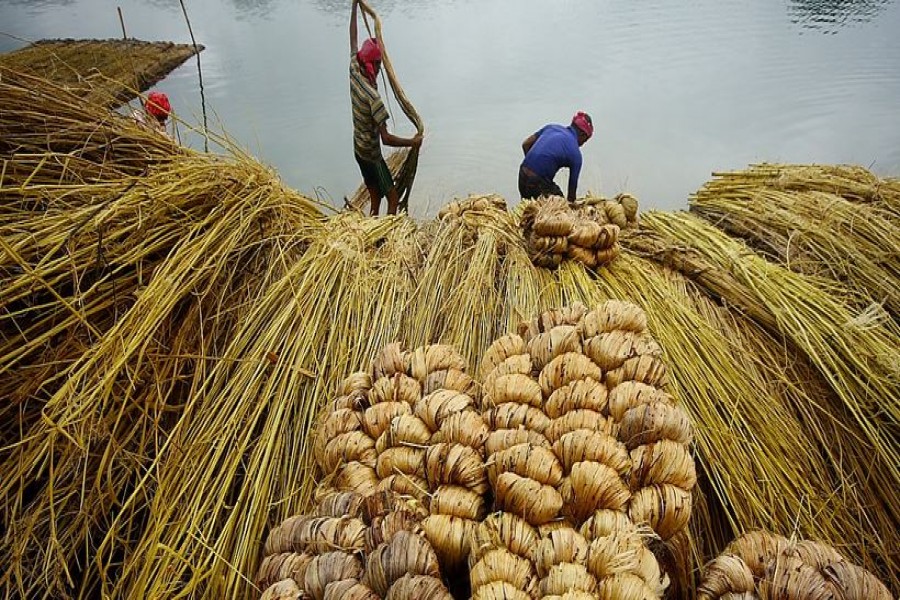 Netrokona farmers delight in bumper jute production | The Financial Express