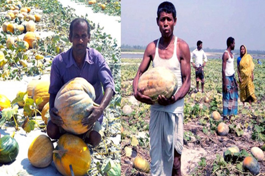 Pumpkin farming changes lot of 25,000 char families | The Financial Express