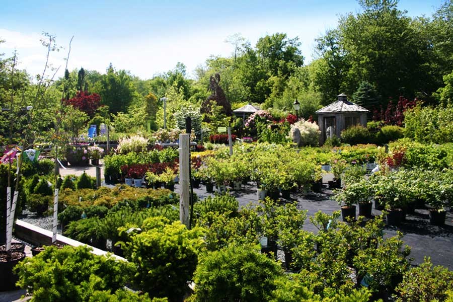 Discovering wonders of plant world | The Financial Express