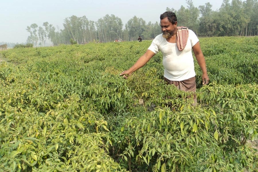 Bumper output makes chilli farmers happy | The Financial Express