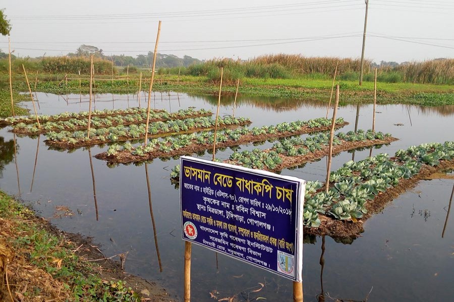 Floating cabbage farming gains popularity in Gopalganj | The Financial ...
