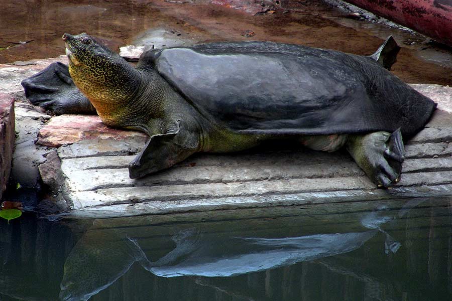 One of the world's rarest turtles dies | The Financial Express