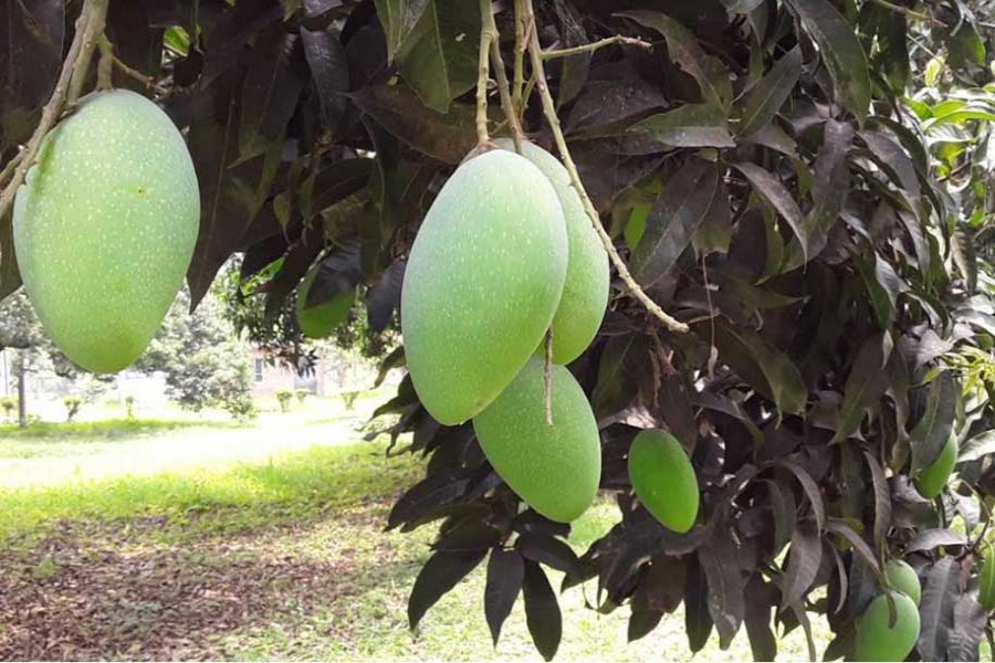 Mango intercropping boon for Rajshahi farmers | The Financial Express