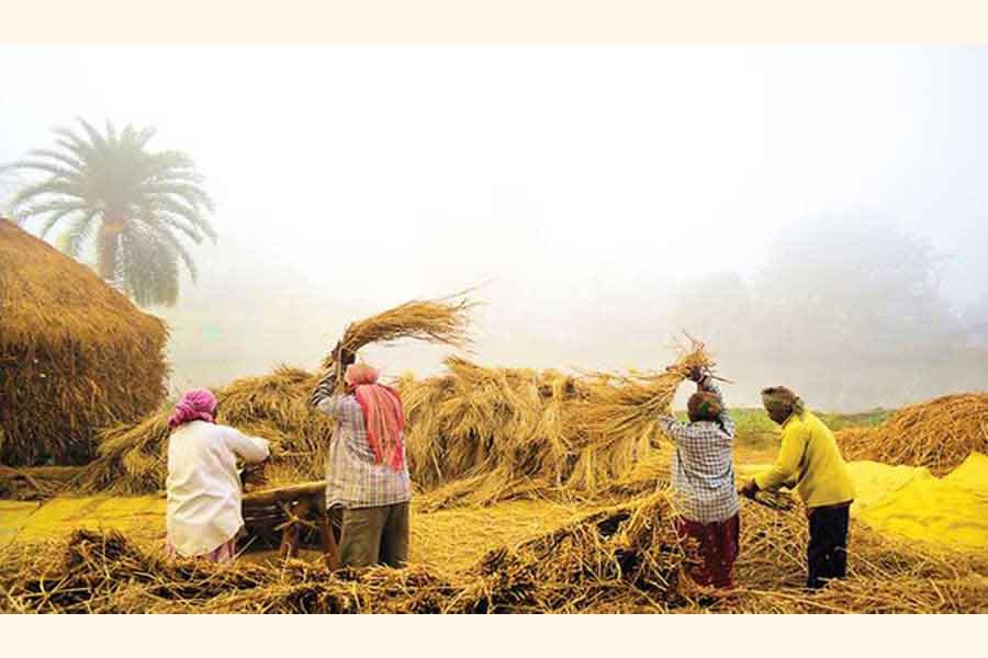 Celebrating Hemanta -the dusky month | The Financial Express