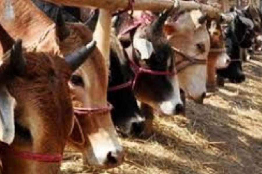Sacrificial animals in surplus this year | The Financial Express