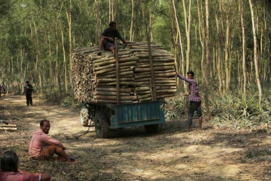 Recovering illegally occupied forest land | The Financial Express